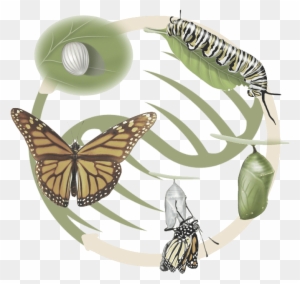 Clip Art Of Butterfly Eggs On Leaves - Life Cycle Of A Butterfly ...