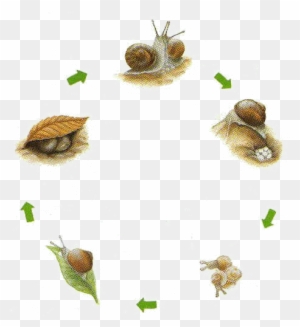 Life Cycle Of Snail - Free Transparent PNG Clipart Images Download