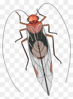 Insect Antenna Clip Art - Free Transparent PNG Clipart Images Download