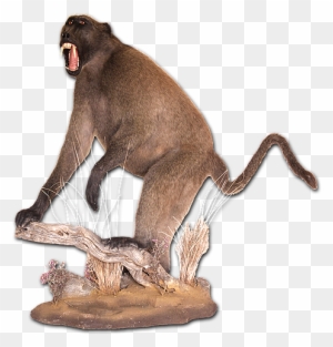 Baboon - Full Mount - Baboon - Free Transparent PNG Clipart Images Download