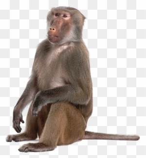 Click To Save Image - Monkey In Space Png - Free Transparent PNG ...