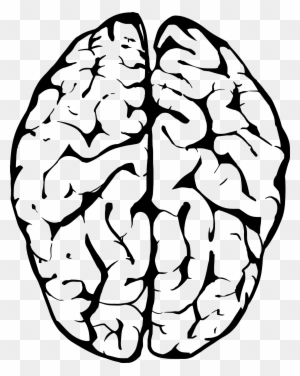 Brain Line Art Illustration - Brain Line Art - Free Transparent PNG ...
