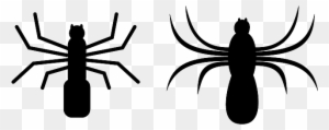 Creepy Spider, Insect, Crawl, Spooky, Arachnoid, Creepy - Spiders Clip ...