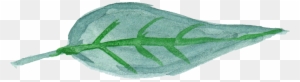 Free Download - Watercolor Leaves Transparent - Free Transparent PNG ...
