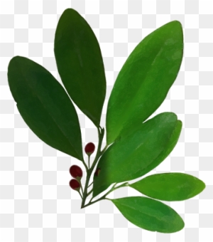 Coca Leaves - Free Transparent PNG Clipart Images Download