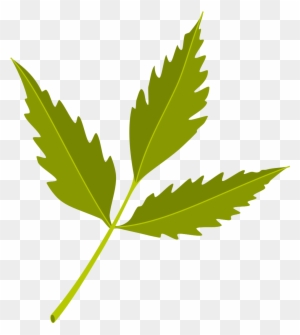 Neem Tree Neem Oil Azadirachtin Neem Cake - Neem Leaf Vector Png - Free ...