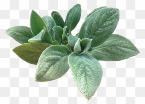 39 Images About Transparent - Green Editing Overlays - Free Transparent ...