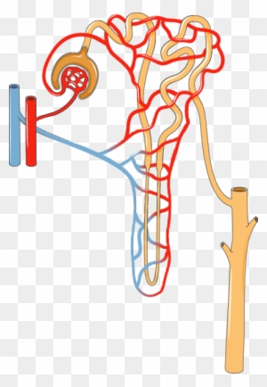 Nephron - Nephron - Free Transparent PNG Clipart Images Download