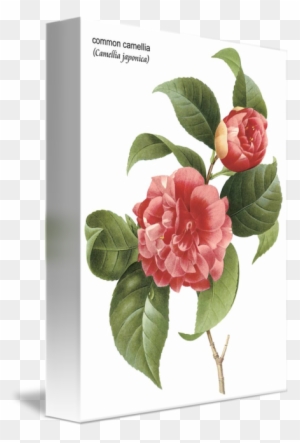 Camellia Flower Png - Free Transparent PNG Clipart Images Download