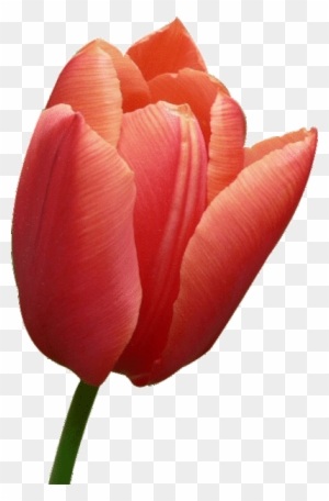 Image - Mother's Day Tulips Card - Free Transparent PNG Clipart Images ...