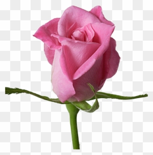 Lovely Pictures Of Single Roses Best Greetings Beautiful - Single Pink ...