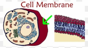 Cell Membrane Is Like The Main Entrance Of A School - Cell Membrane Of ...