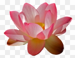 Water Lily 2 - Water Lily Plan View - Free Transparent PNG Clipart ...