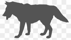 Part Wolf, Part Coyote, The Coywolf Is An Intriguing - Info On A ...