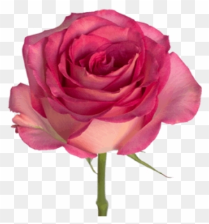 Pink Sweet Unique - Rose - Free Transparent PNG Clipart Images Download