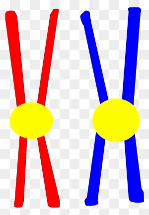 Chromosomes Clipart, Transparent PNG Clipart Images Free Download ...