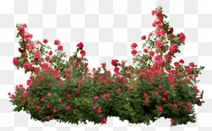 Shrub Roses By Margaritamorrigan On Deviantart - Rose Flower Plant Png ...