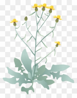 Ian Symbol Centaurea Solstitialis - Chrysanths - Free Transparent PNG ...