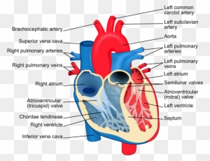Heart Chambers - The Heart - Labels Of The Heart - Free Transparent PNG ...
