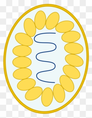 This Image Rendered As Png In Other Widths - Virus Blank Diagram - Free ...