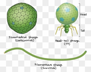 Icosahedral Phage, Head-tail Phage, And Filamentous - Way Are The ...