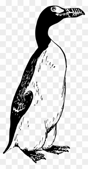 Big Image - Great Auk Transparent - Free Transparent PNG Clipart Images ...