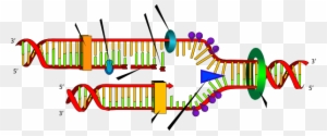 Blank Dna Replication Clip Art - Dna Replication Steps - Free ...