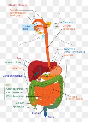 Digestive System Cut Out Diagram - Free Transparent PNG Clipart Images ...