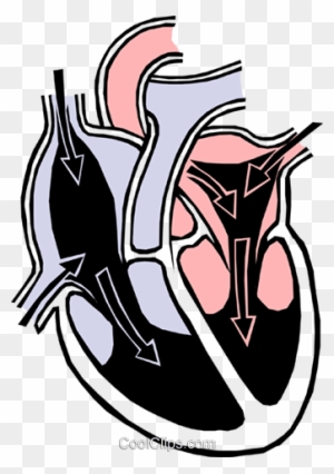 Heart Chambers Royalty Free Vector Clip Art Illustration - Circulatory ...