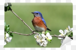 Eastern Bluebird - Free Transparent PNG Clipart Images Download