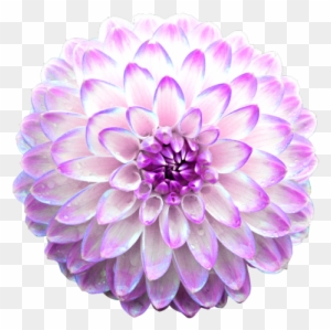 Flower Garden Animated Gif - Free Transparent PNG Clipart Images Download