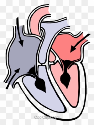 Human Heart Royalty Free Vector Clip Art Illustration - 4 Chambers Of ...