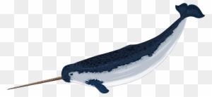 Narwhal Clip Art, Transparent PNG Clipart Images Free Download - ClipartMax