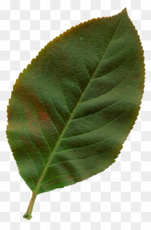 Sheet, Clipart, Nature, Leaves, Autumn, Plant - Hoja De Rosa Png - Free ...