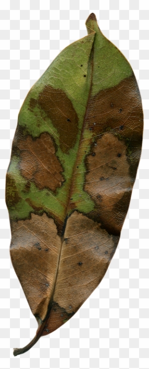 Magnolia Leaf, Fall, Autumn, Season, Nature, Natural - Autumn - Free ...