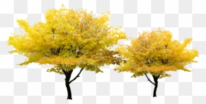Red Maple Tree Clipart Png - Japanese Maple Tree Png - Free Transparent ...