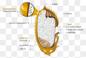 Anatomy Of Rice - Diagram - Free Transparent PNG Clipart Images Download