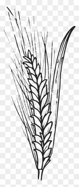 Grain, Corn, Wheat, Barley, Biology, Plant - Outline Of Wheat - Free ...