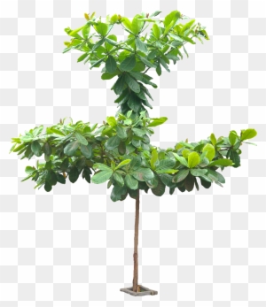 Terminalia Catappa - Arbol De Almendro Png - Free Transparent PNG ...