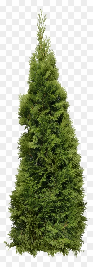 Cypress Png - Free Transparent PNG Clipart Images Download