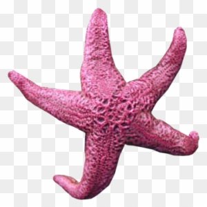 Background Transparent Starfish Image - Sea Star Transparent Background ...