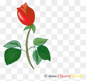 Gif Blume - Free Transparent PNG Clipart Images Download