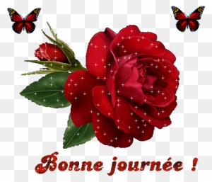 Welcome Rose - Free Transparent PNG Clipart Images Download