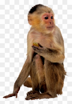 Singe Png - Recherche Google - My First Book Of Animals - Free ...
