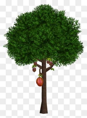 Illustration Of Crop, Cacao - Cocoa Tree Clip Art - Free Transparent ...