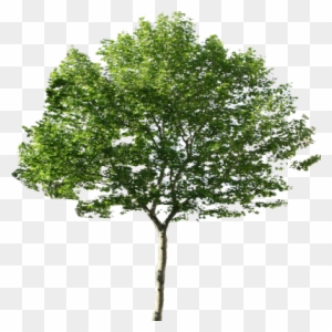 Single Tree Png - Photoshop Tree Png - Free Transparent PNG Clipart ...
