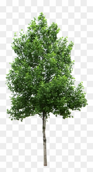 Birch Clipart Transparent - Silver Birch Tree Clipart - Free ...