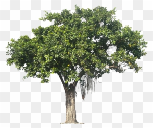 Tree Textures Png - Tree Png Transparent - Free Transparent PNG Clipart ...
