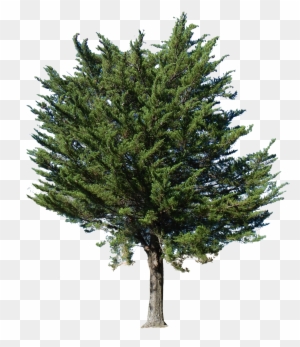 3d Trees - Transparent Trees - Free Transparent PNG Clipart Images Download
