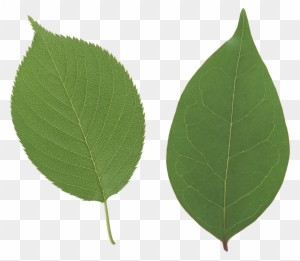 Apple With Leaf Vector - Apple Svg - Free Transparent PNG Clipart ...